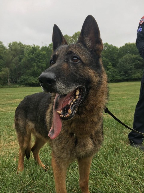 Retired Police Canine Foundation