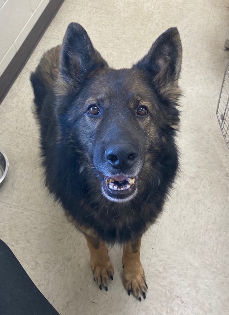 Retired Police Canine Foundation