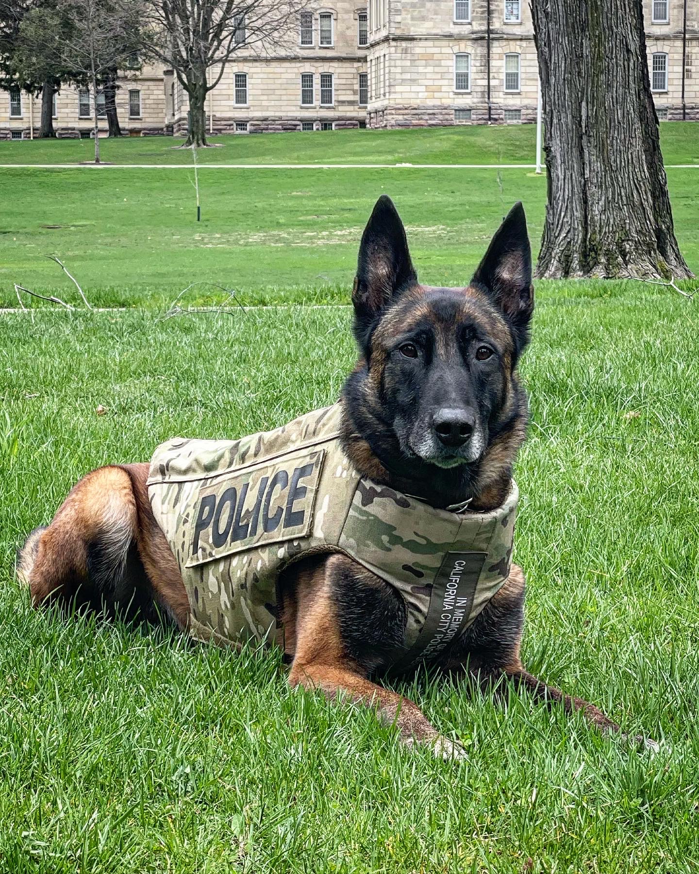 Retired Police Canine Foundation