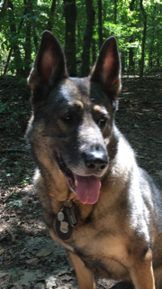 Retired Police Canine Foundation