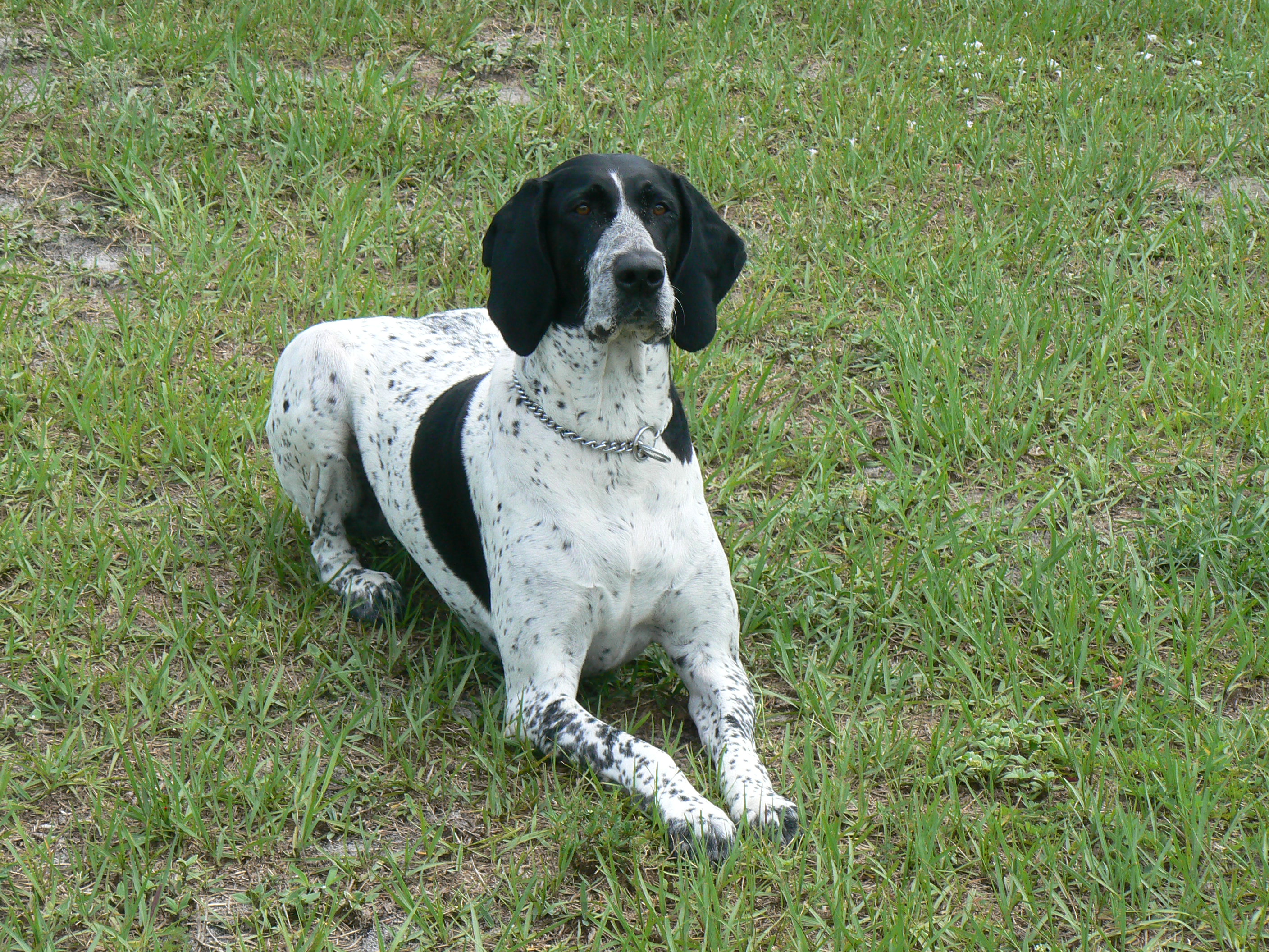 Retired Police Canine Foundation