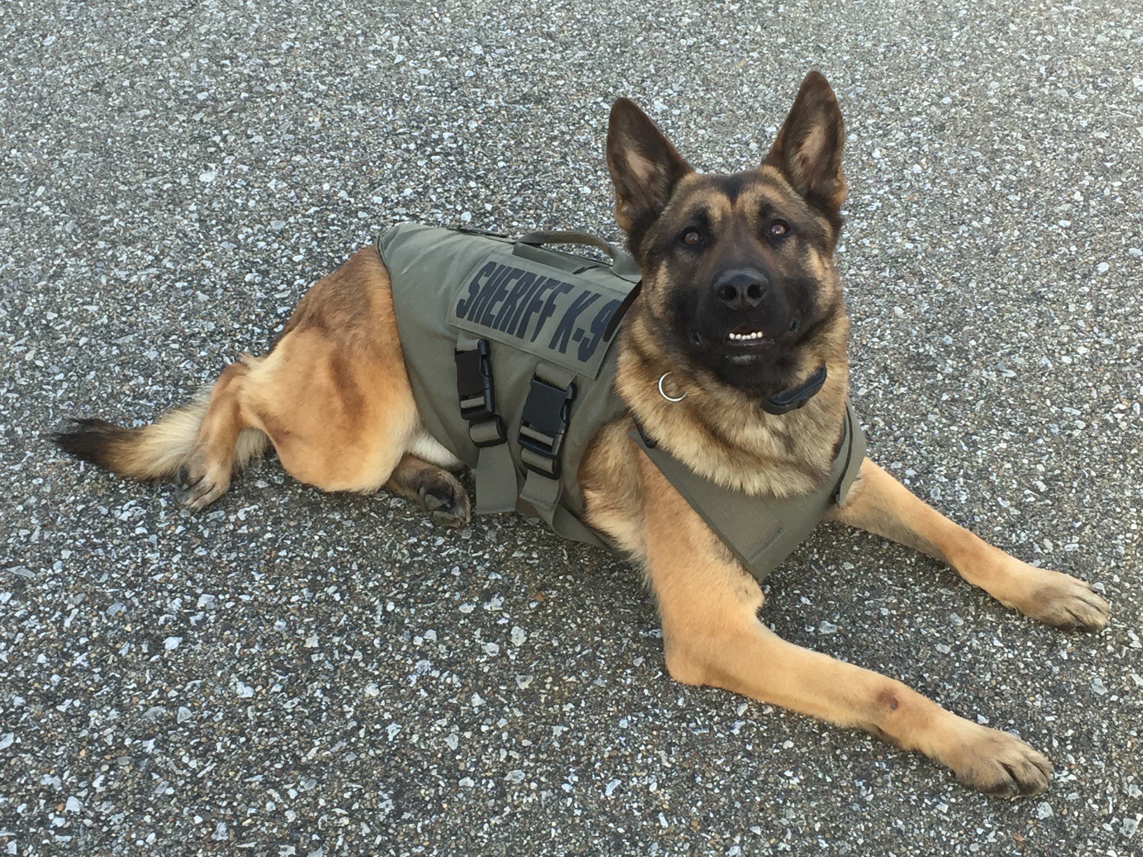 Retired Police Canine Foundation