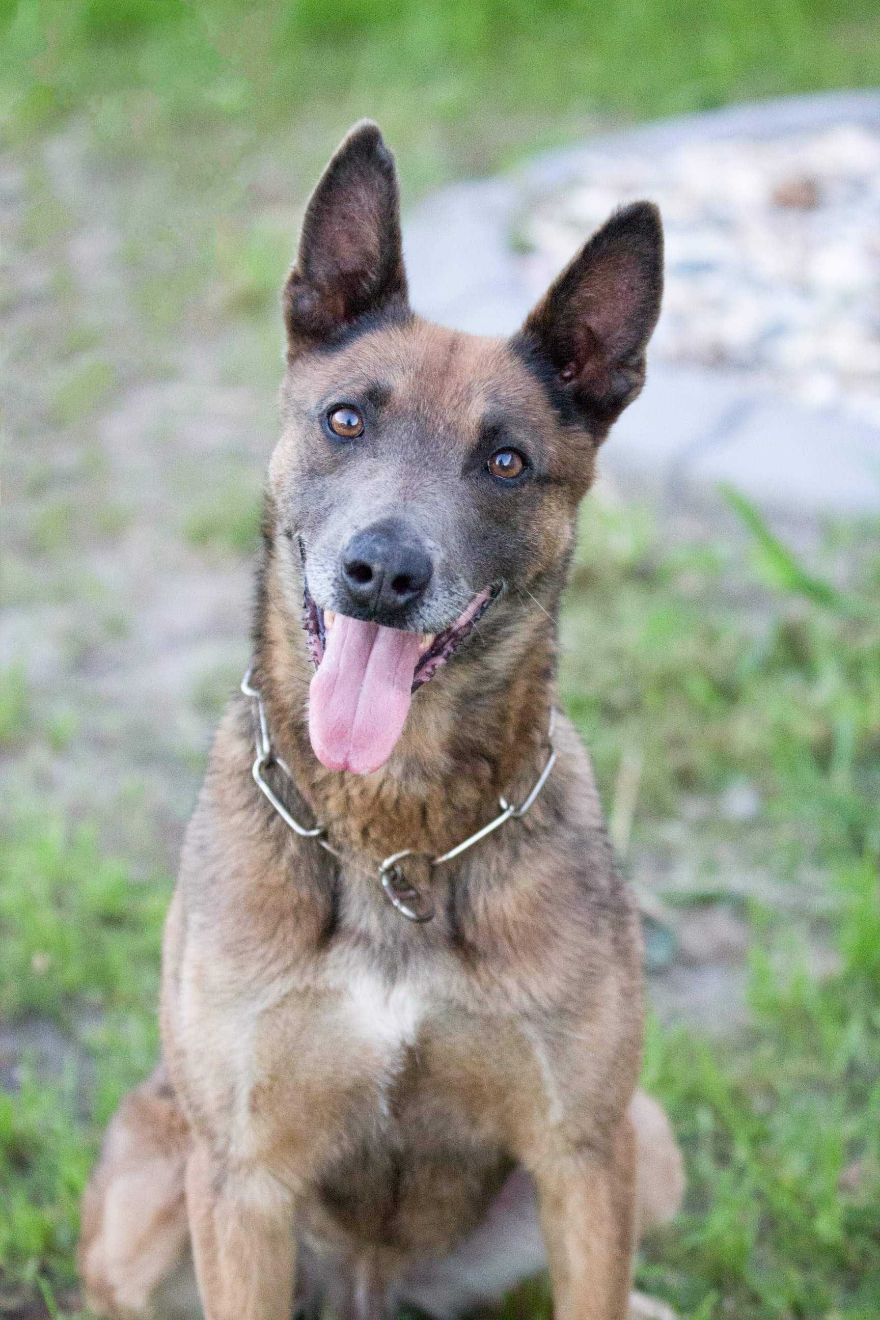 Retired Police Canine Foundation