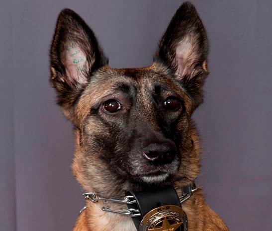 Retired Police Canine Foundation