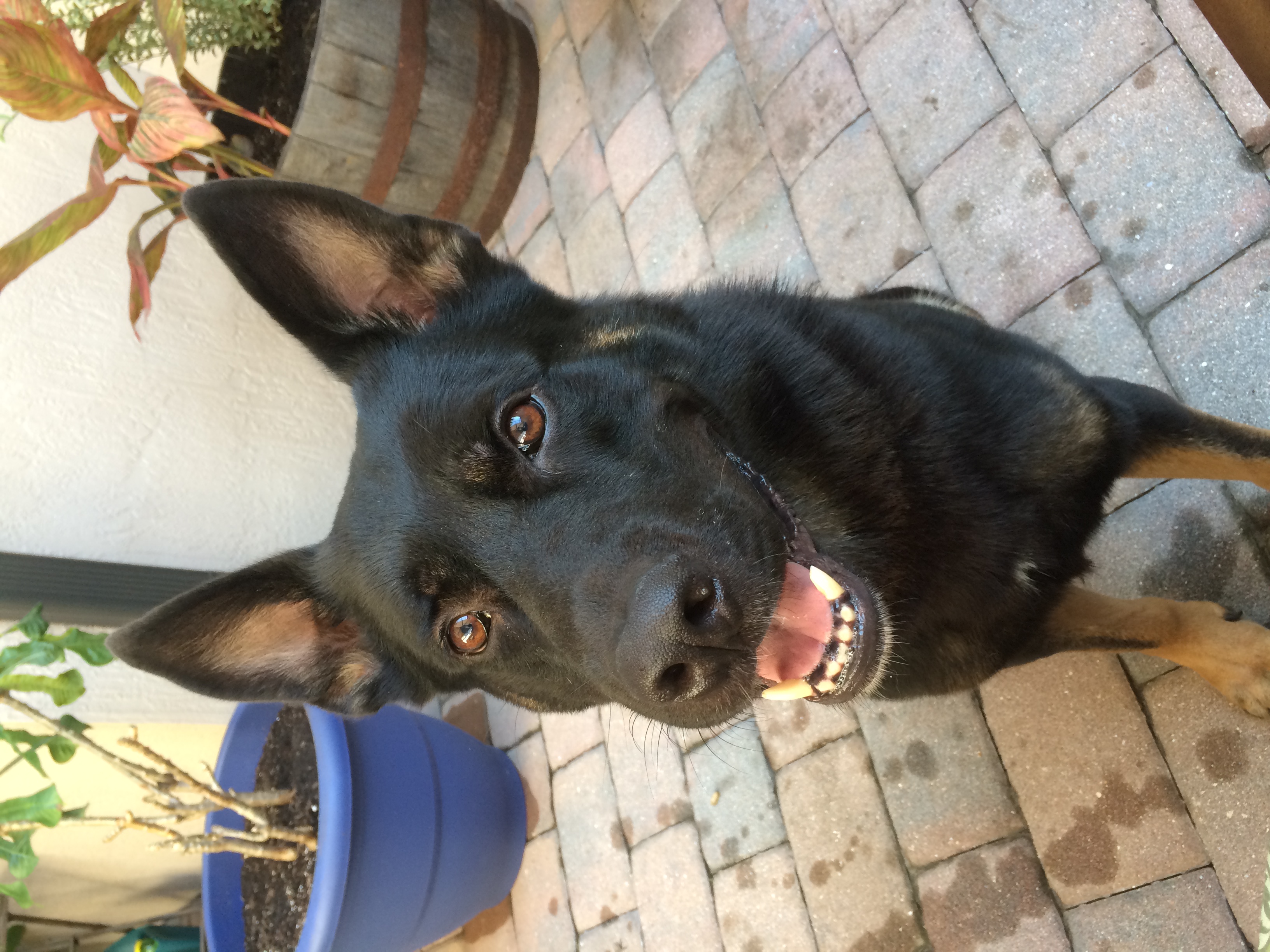 Retired Police Canine Foundation