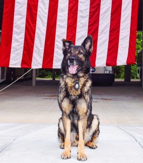 Retired Police Canine Foundation