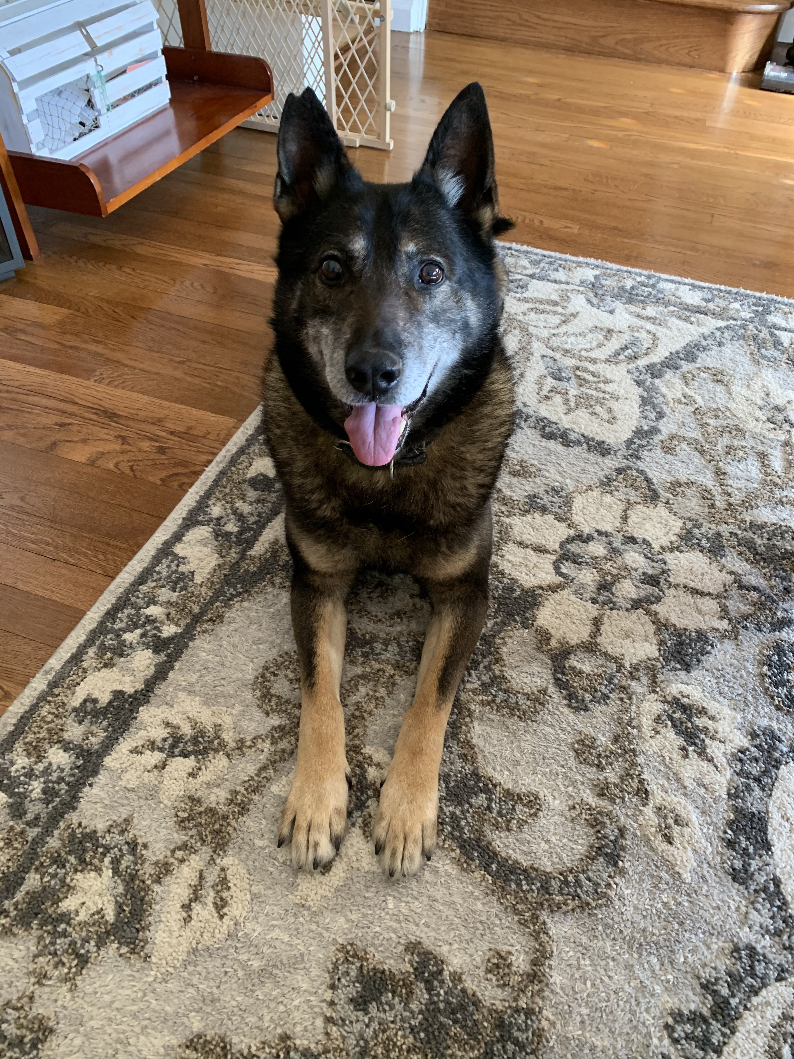 Retired Police Canine Foundation