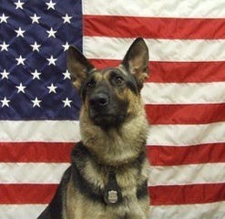 Retired Police Canine Foundation