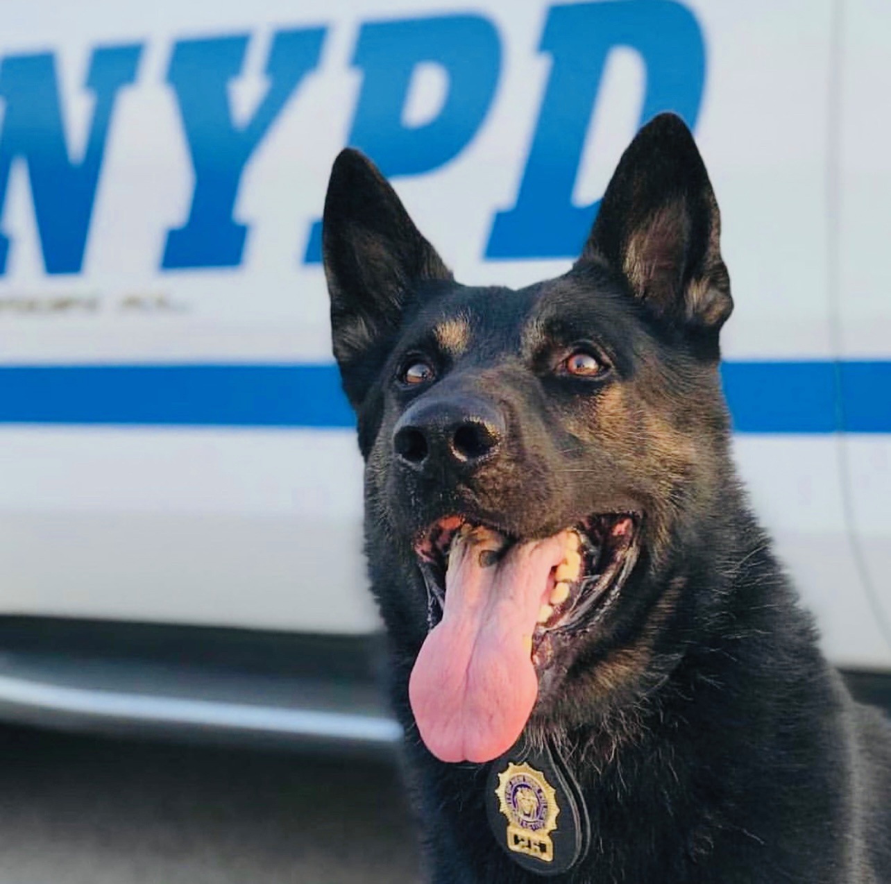 Retired Police Canine Foundation