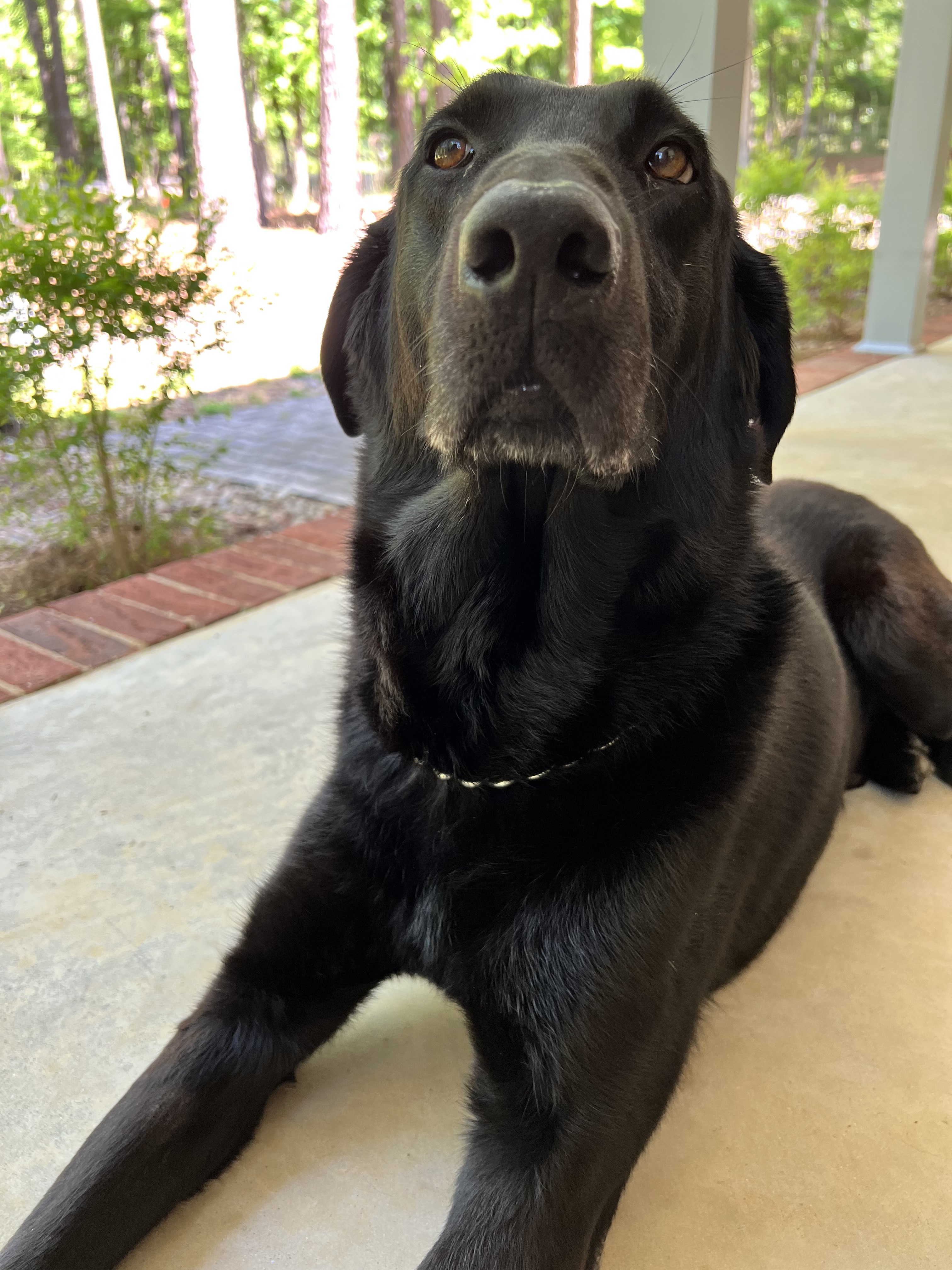 Retired Police Canine Foundation