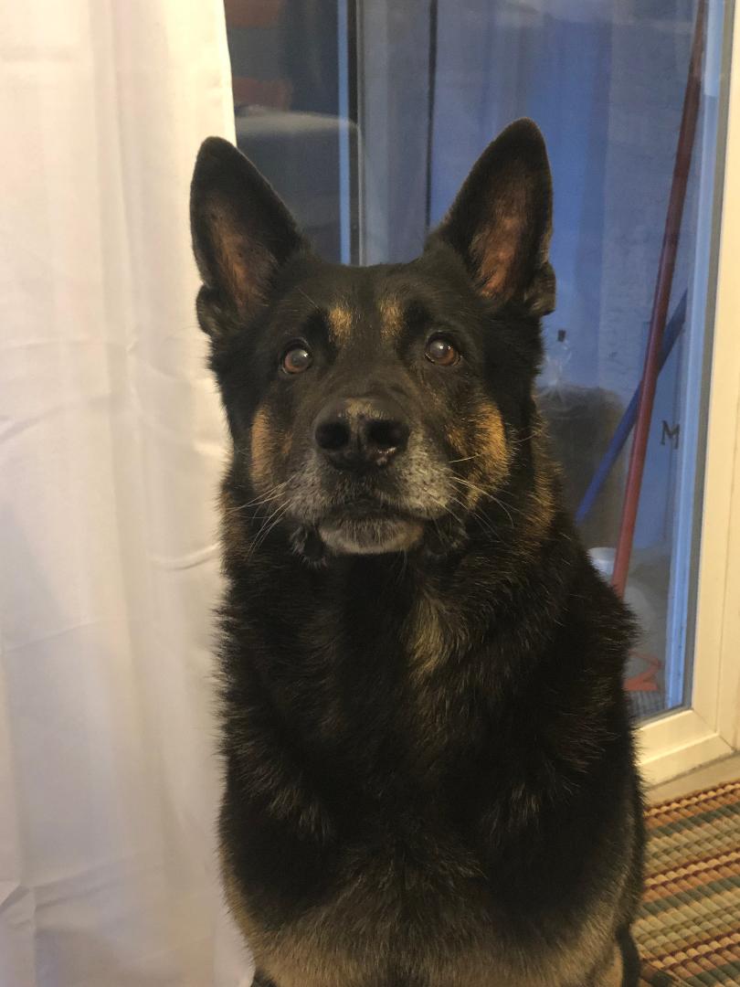 Retired Police Canine Foundation