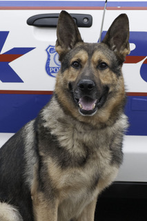Retired Police Canine Foundation