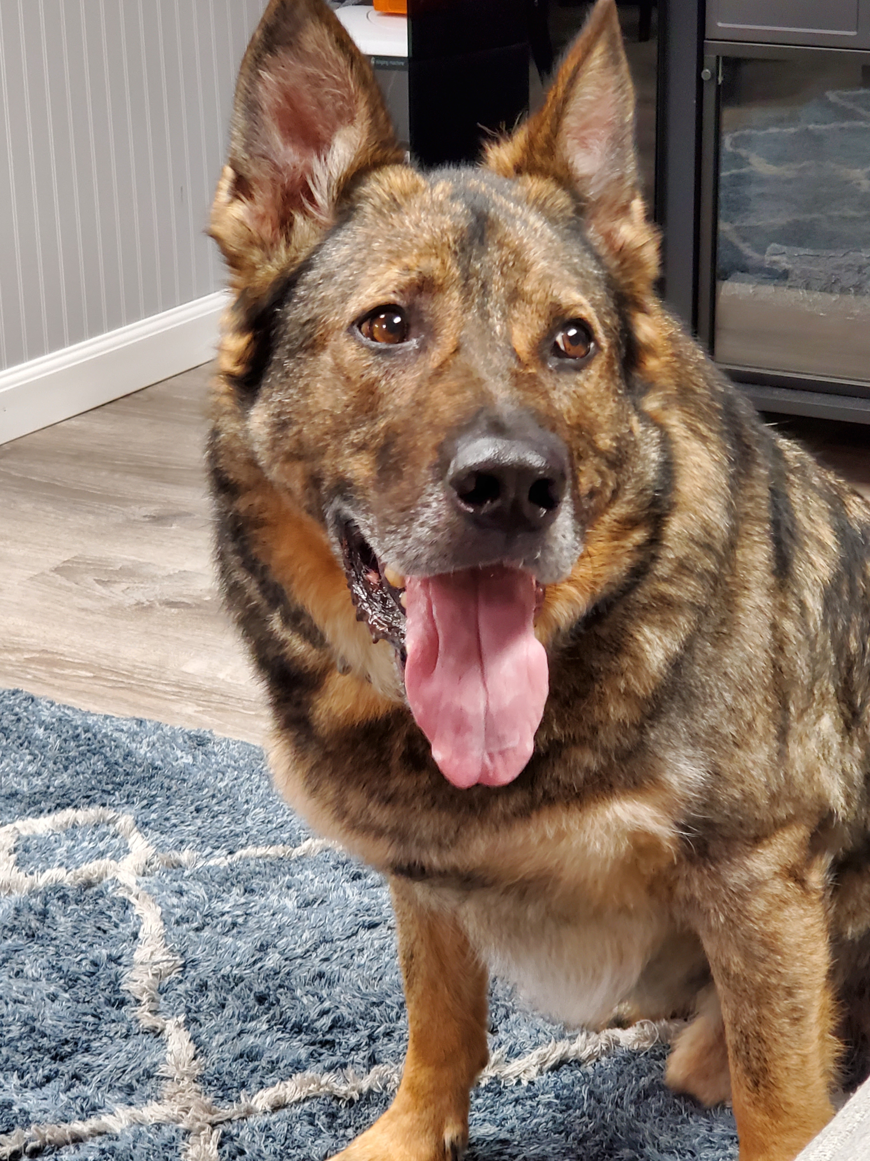 Retired Police Canine Foundation